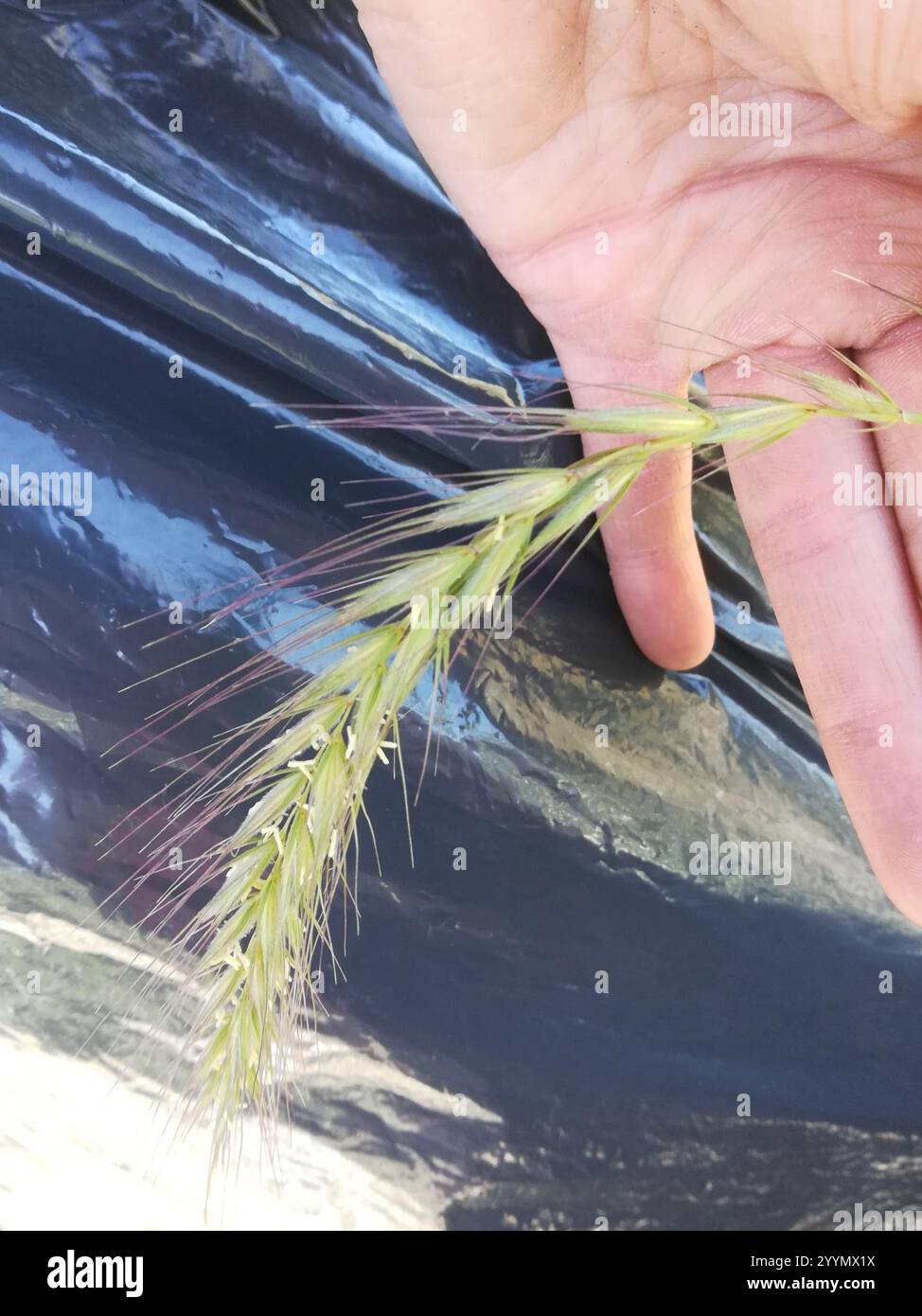 Canada wild rye (Elymus canadensis Stock Photo - Alamy