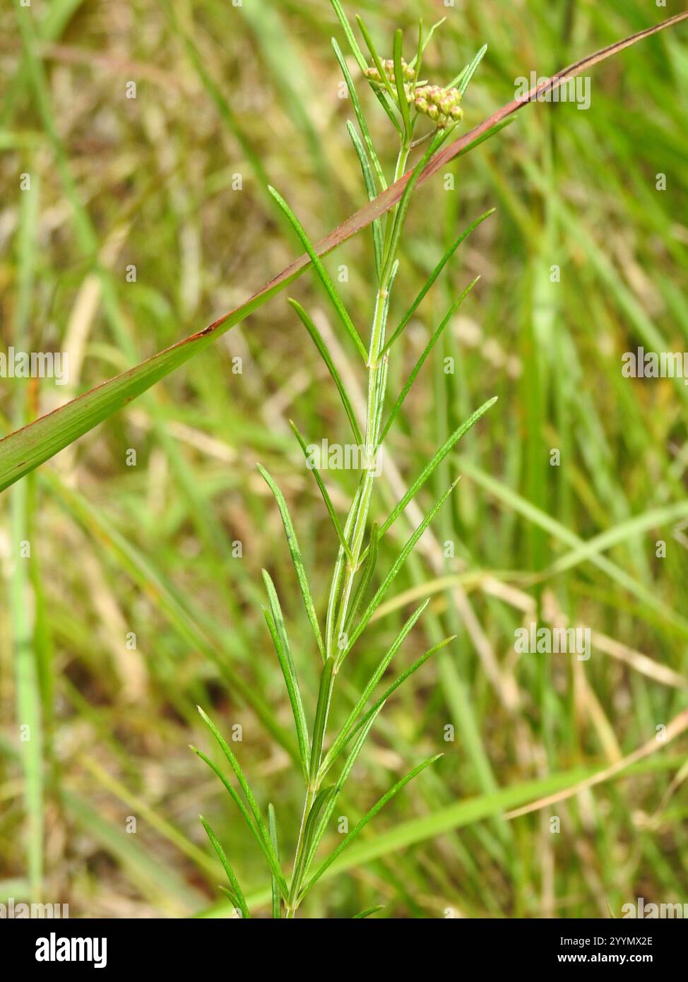 whorled milkweed (Asclepias verticillata Stock Photo - Alamy