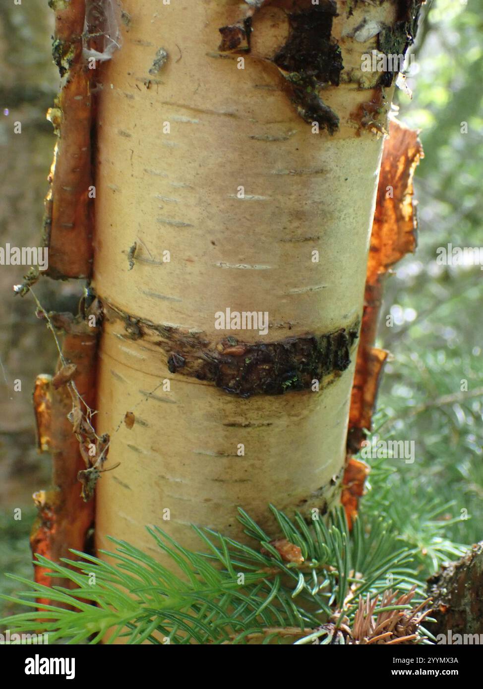 water birch (Betula occidentalis Stock Photo - Alamy