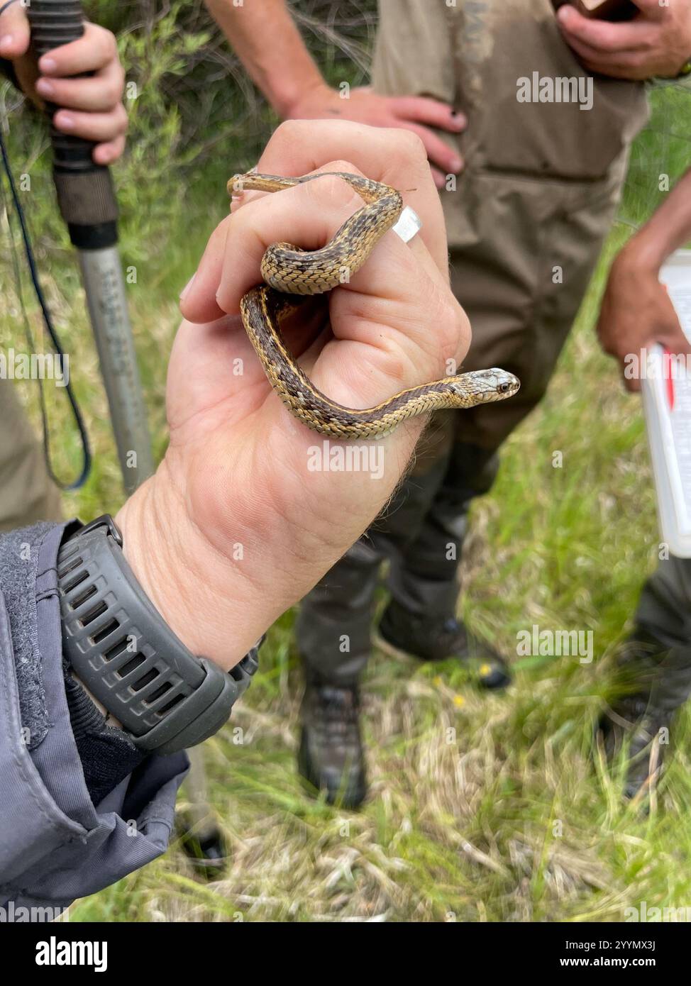Wandering Garter Snake (Thamnophis elegans vagrans Stock Photo - Alamy
