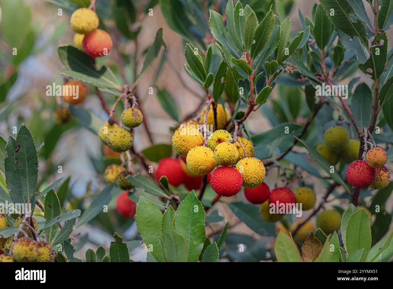 Close up of ripe and unripe arbutus unedo fruit growing on a branch ...