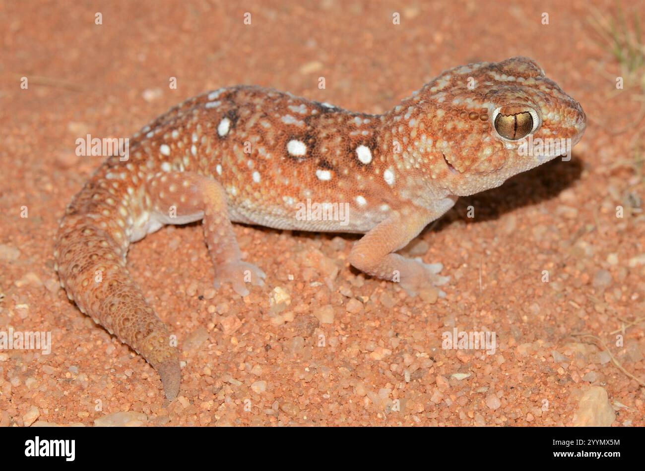 Namib Giant Ground Gecko (Chondrodactylus angulifer Stock Photo - Alamy