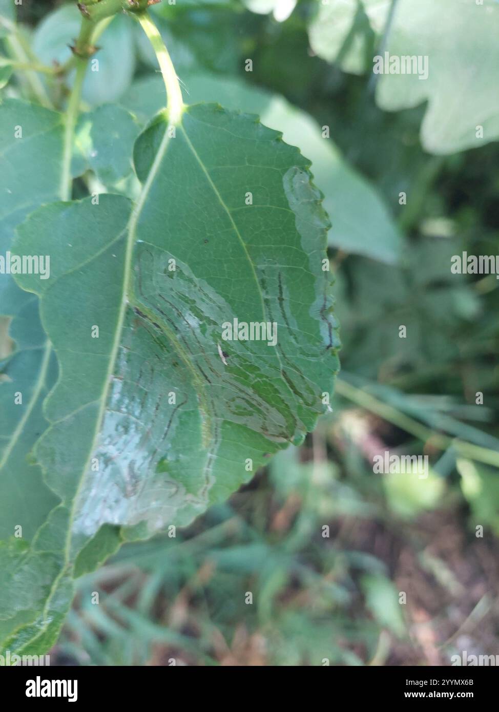 Aspen Serpentine Leafminer Moth (Phyllocnistis populiella Stock Photo ...