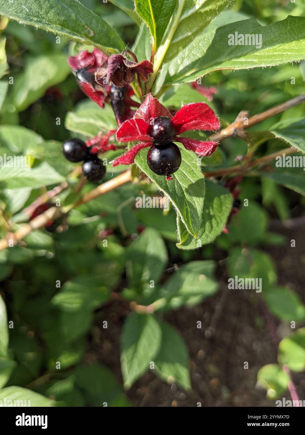 twinberry honeysuckle (Lonicera involucrata Stock Photo - Alamy