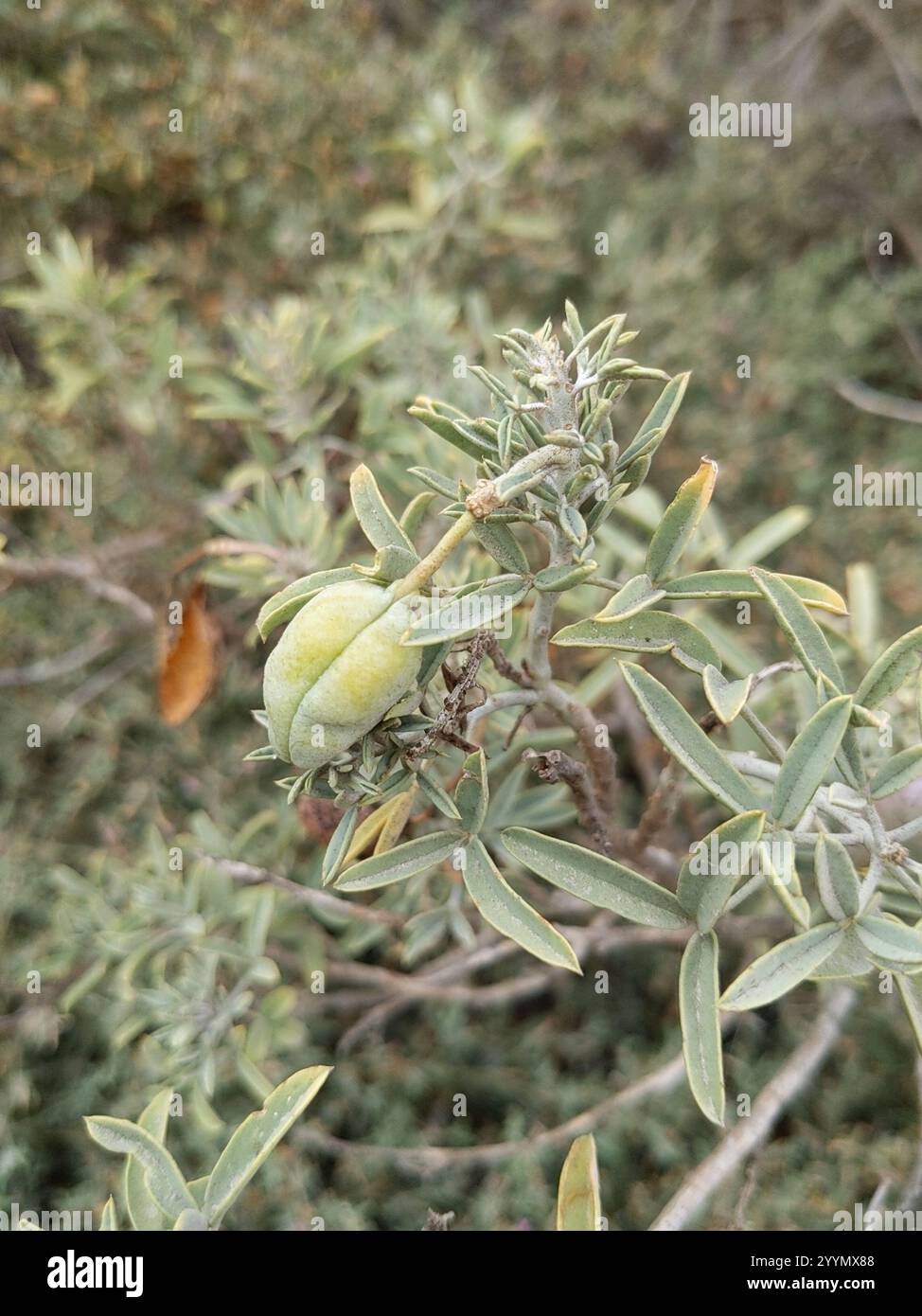 Bladderpod (Cleomella arborea Stock Photo - Alamy