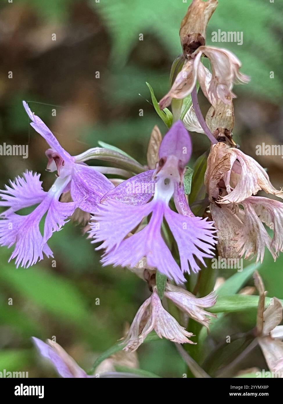 Greater Purple Fringed Orchid (Platanthera grandiflora Stock Photo - Alamy
