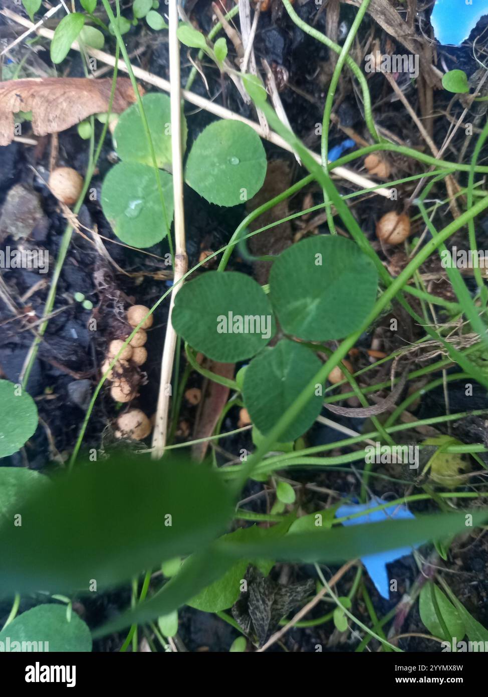 amorphous bird's nest fungus (Nidularia deformis Stock Photo - Alamy