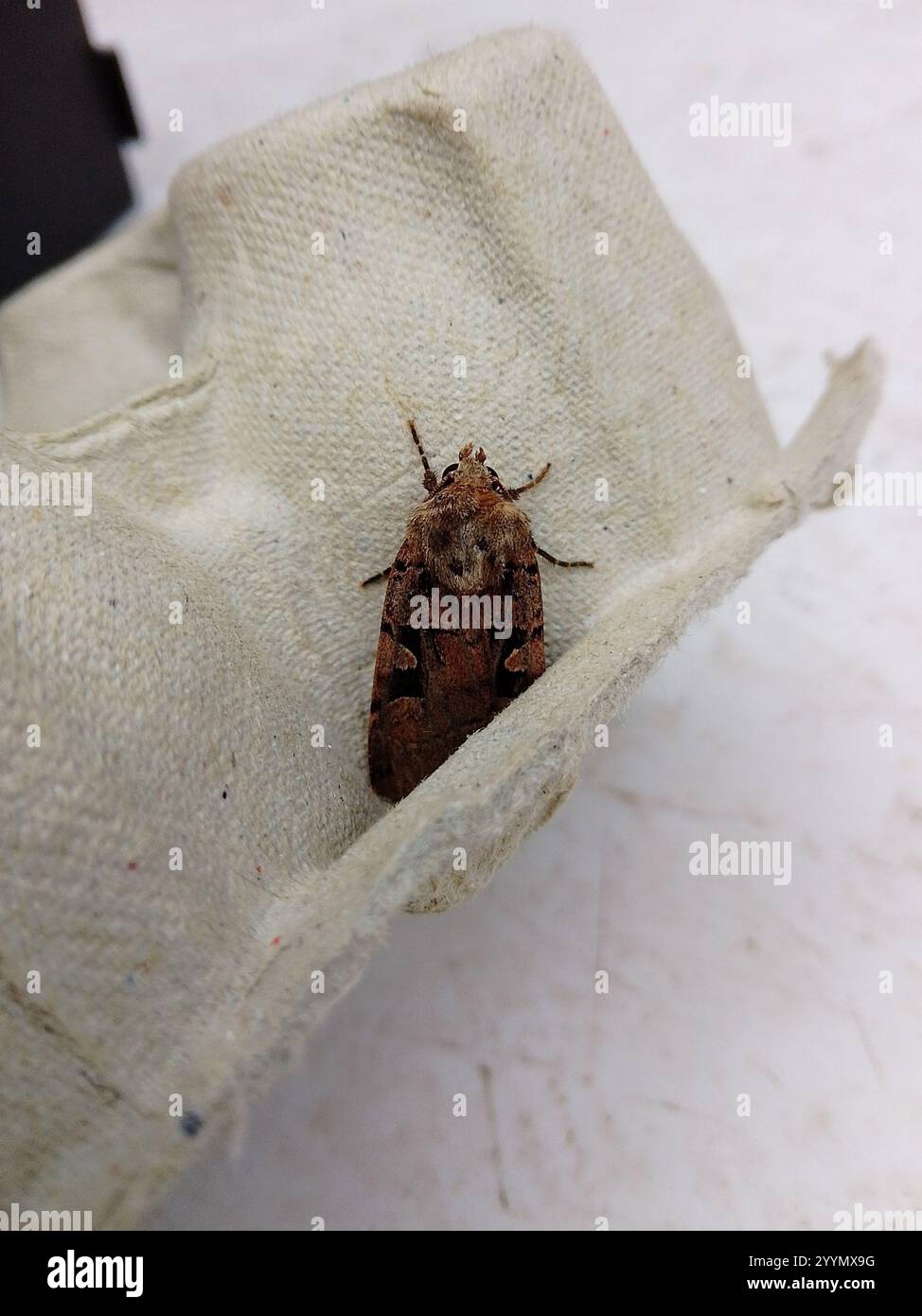 Double Square-spot (Xestia triangulum Stock Photo - Alamy