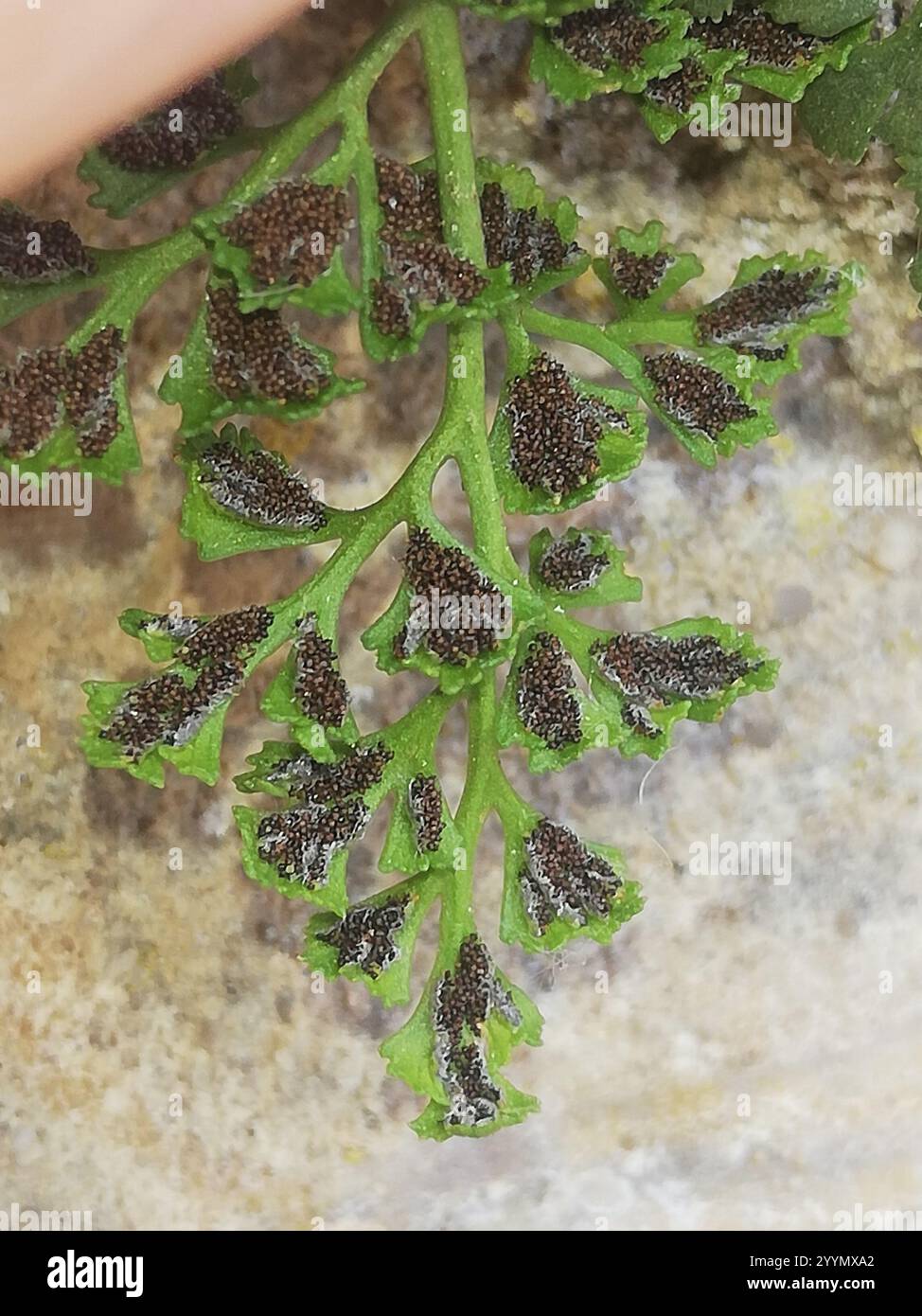 wall-rue (Asplenium ruta-muraria Stock Photo - Alamy