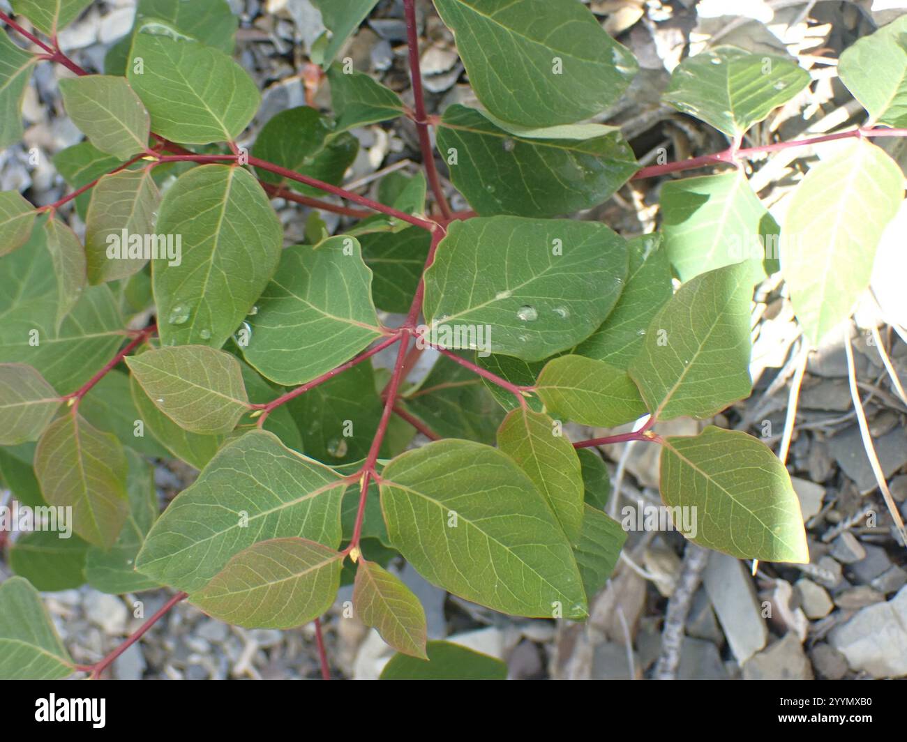 spreading dogbane (Apocynum androsaemifolium Stock Photo - Alamy