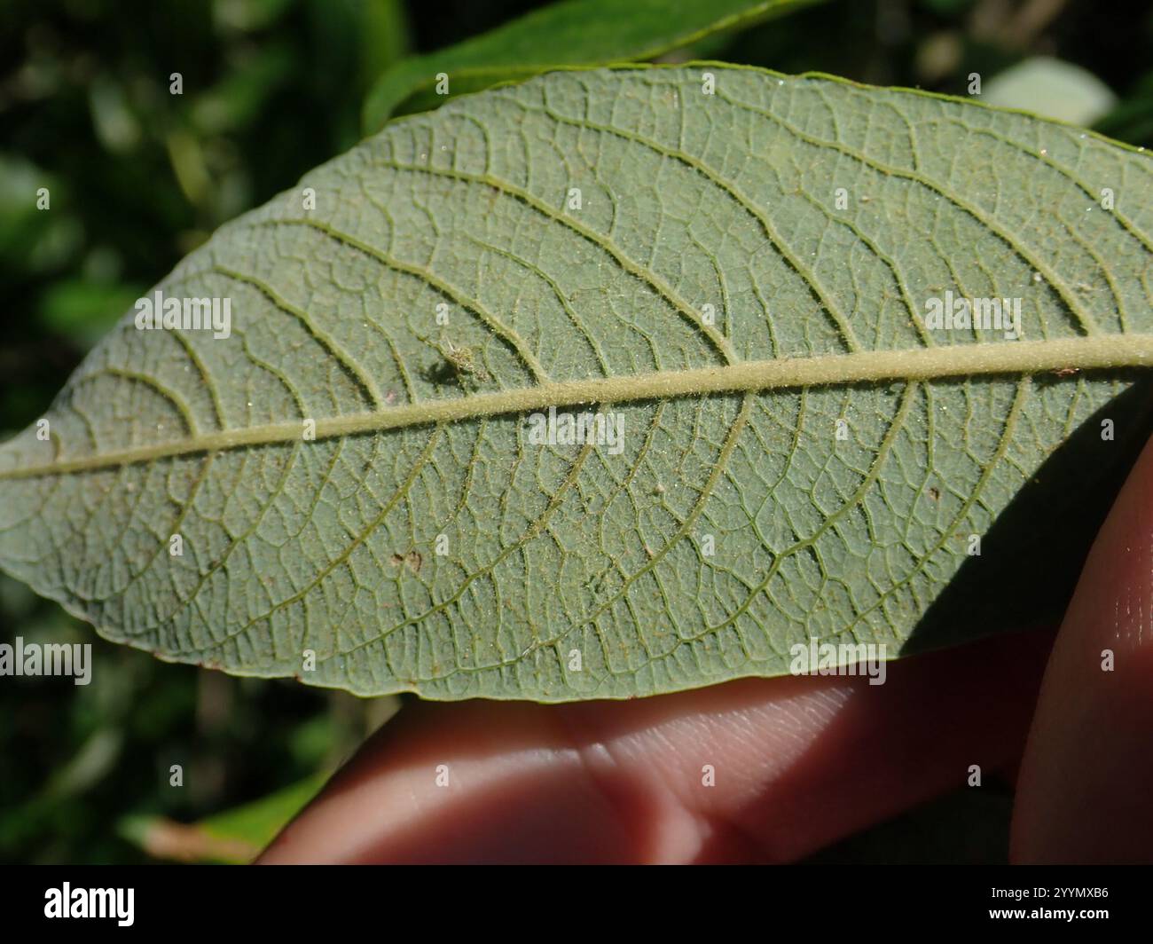 Rusty Willow (Salix atrocinerea Stock Photo - Alamy