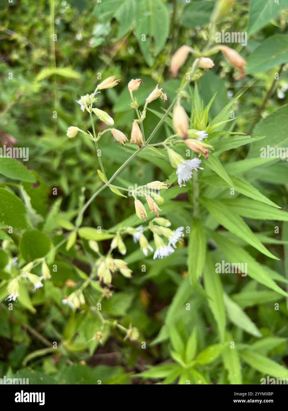 Starry campion hi-res stock photography and images - Alamy