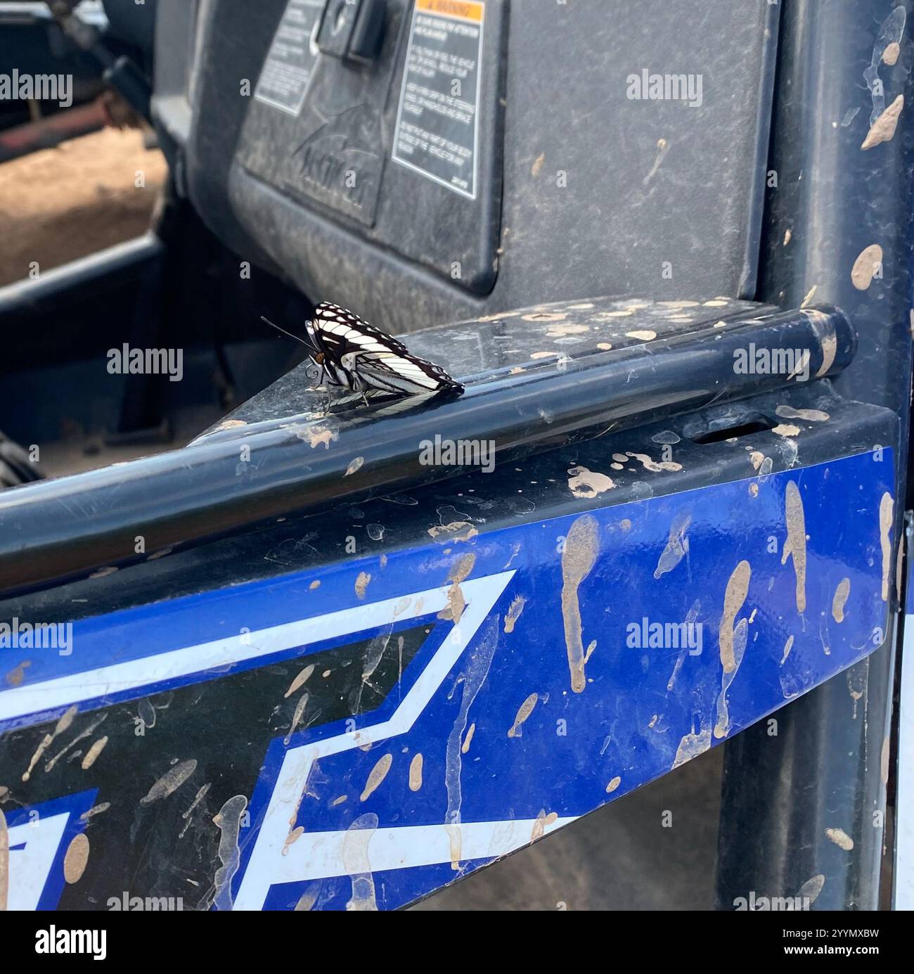 Weidemeyer's Admiral (Limenitis weidemeyerii Stock Photo - Alamy
