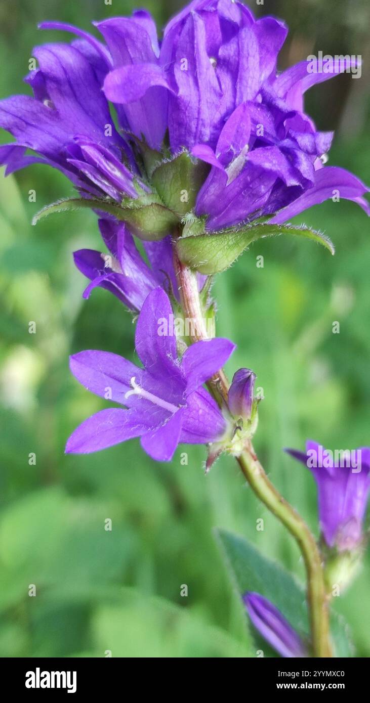 clustered bellflower (Campanula glomerata Stock Photo - Alamy