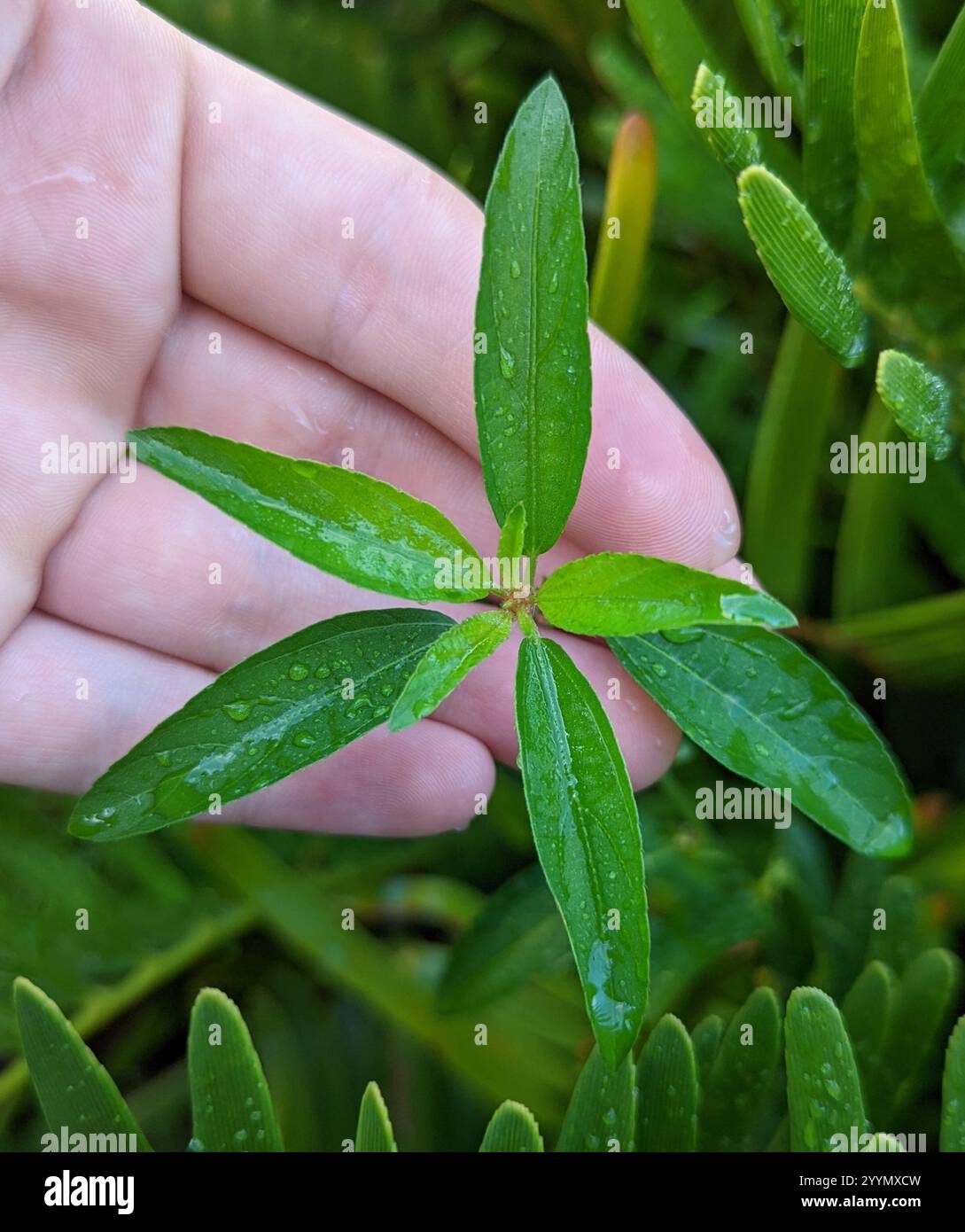 Slender Three-seeded Mercury (Acalypha gracilens Stock Photo - Alamy
