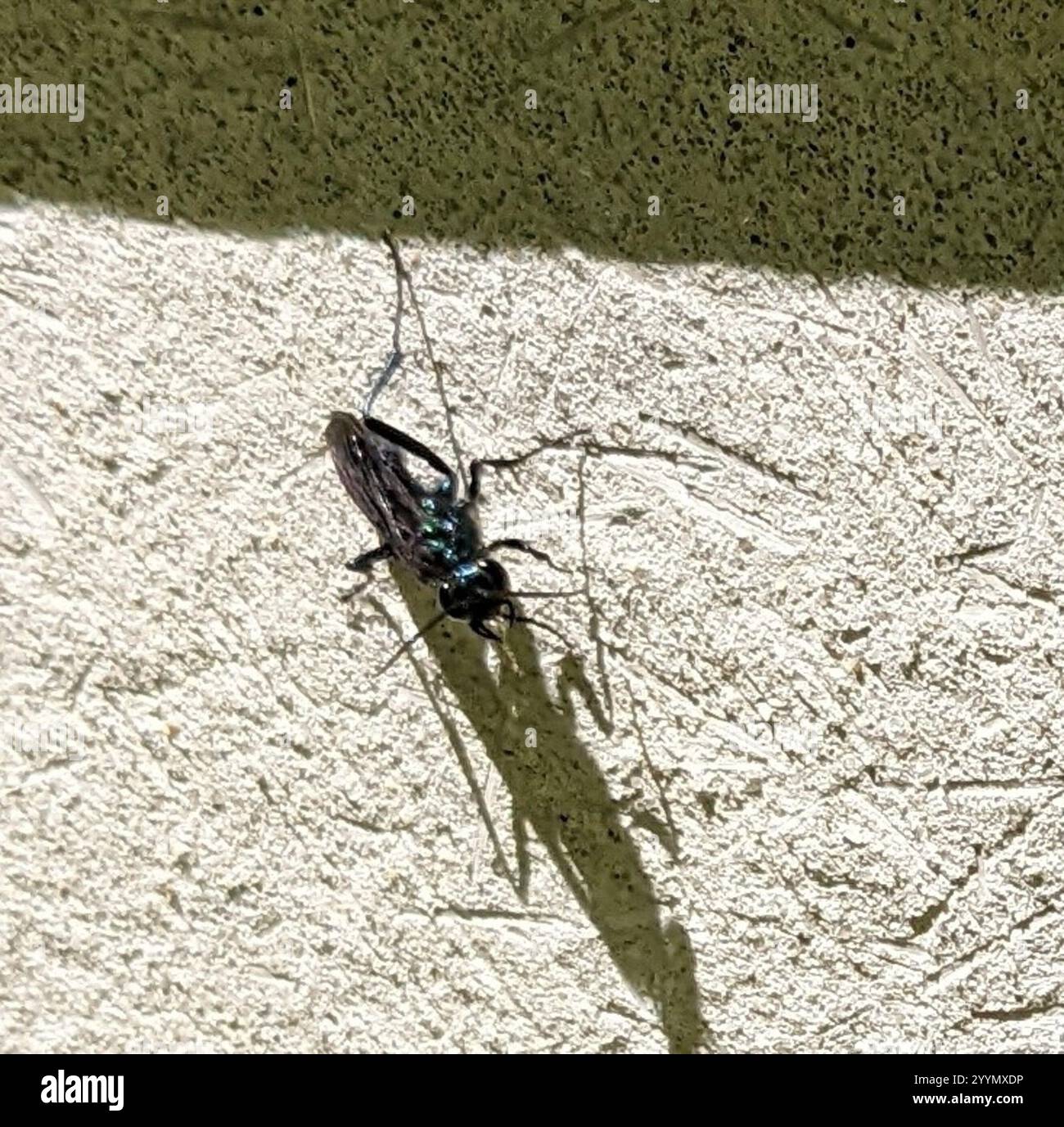 Nearctic blue mud dauber hi-res stock photography and images - Alamy