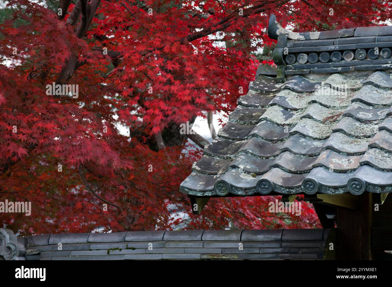 Bright red autumn foliage maple tree against a temple tile roof creates ...