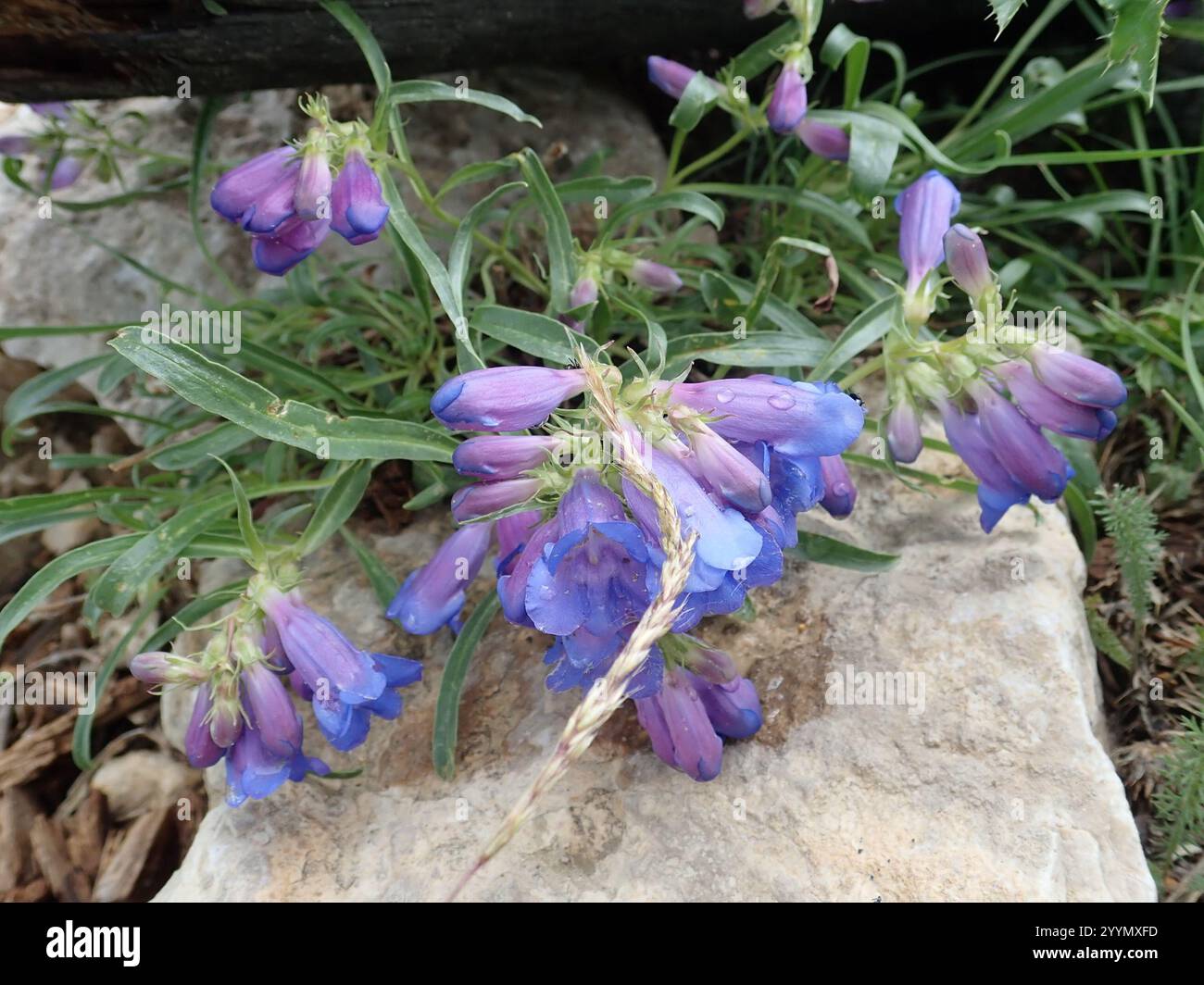 Cary's Beardtongue (Penstemon caryi Stock Photo - Alamy