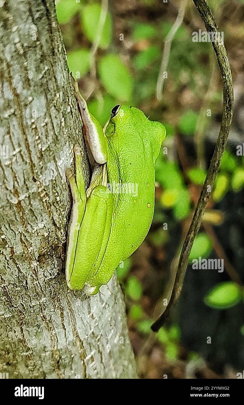 Green Treefrog (Hyla cinerea Stock Photo - Alamy