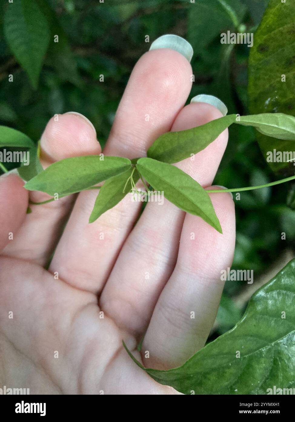 Catclaw vine (Dolichandra unguis-cati Stock Photo - Alamy