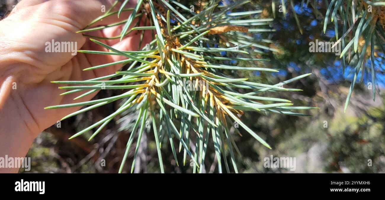 singleleaf pinyon (Pinus monophylla Stock Photo - Alamy
