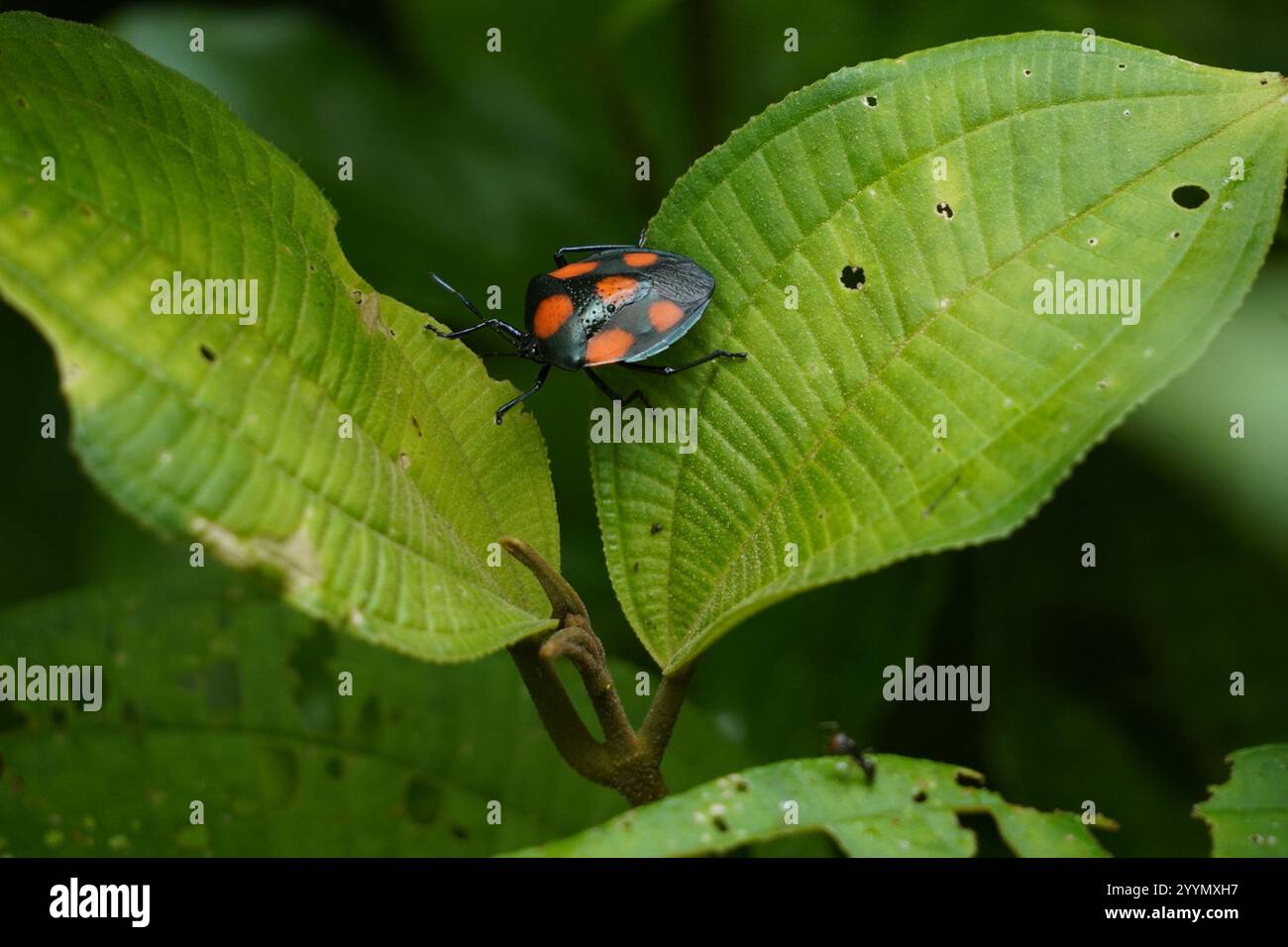 Red-spotted Stink Bug (Brachystethus rubromaculatus Stock Photo - Alamy