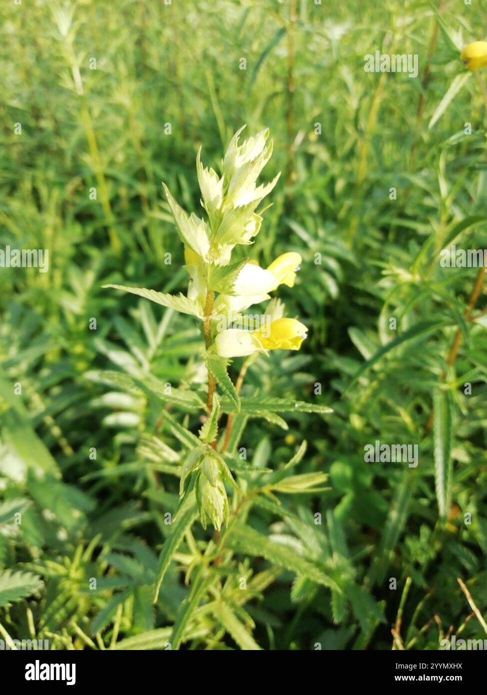 Greater Yellow-rattle (Rhinanthus serotinus Stock Photo - Alamy
