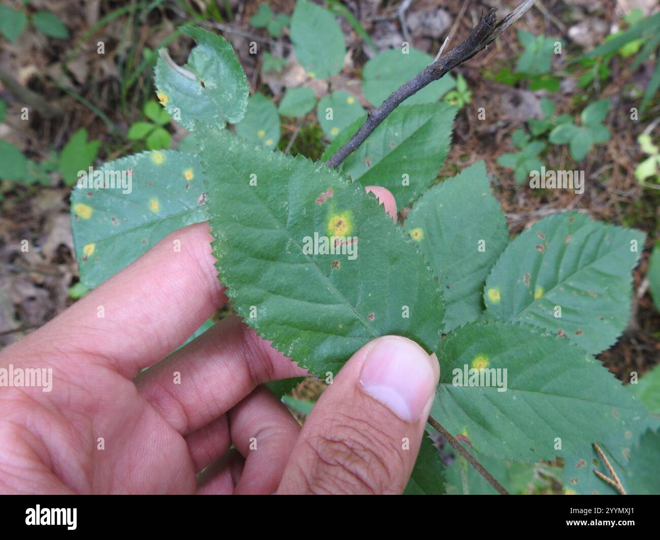 quince rust (Gymnosporangium clavipes Stock Photo - Alamy