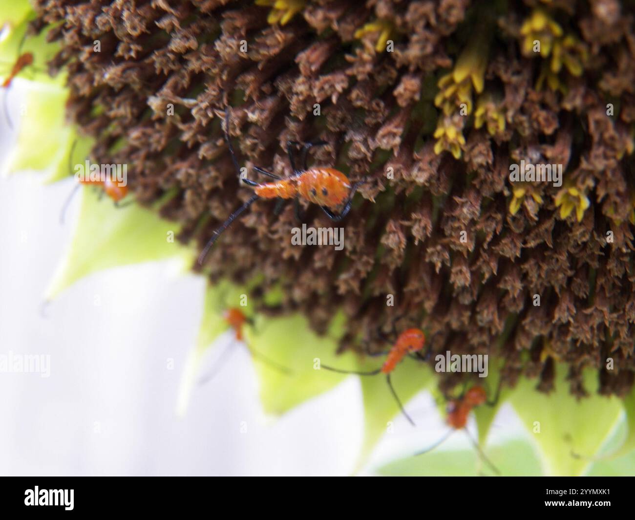 Eastern Leaf-footed Bug (Leptoglossus phyllopus Stock Photo - Alamy