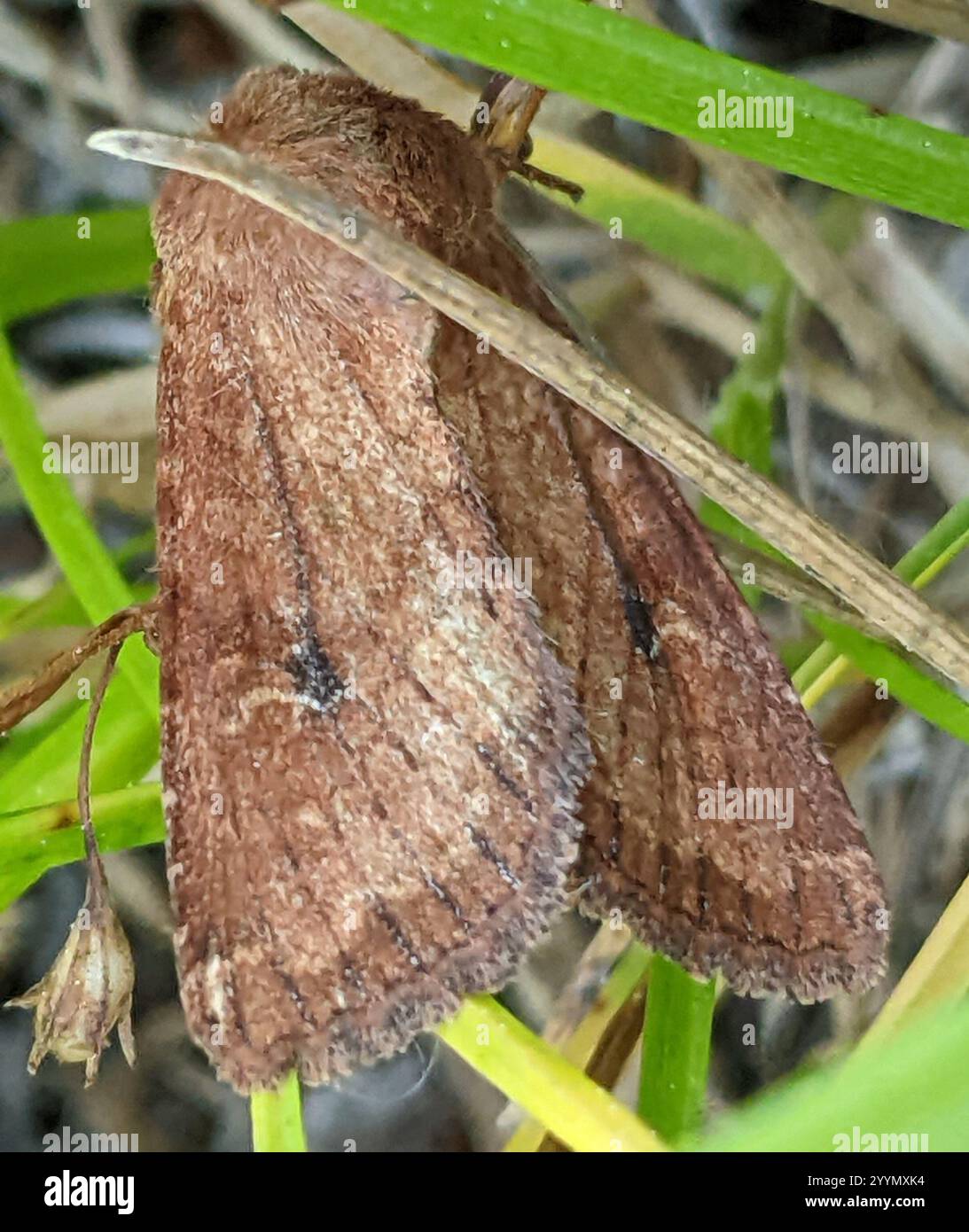 Cutworms and Dart Moths (Noctuinae Stock Photo - Alamy