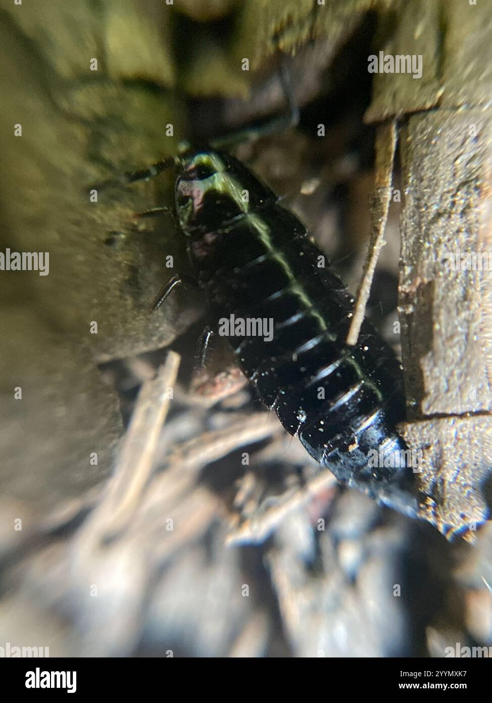 Burying and Carrion Beetles (Silphidae Stock Photo - Alamy