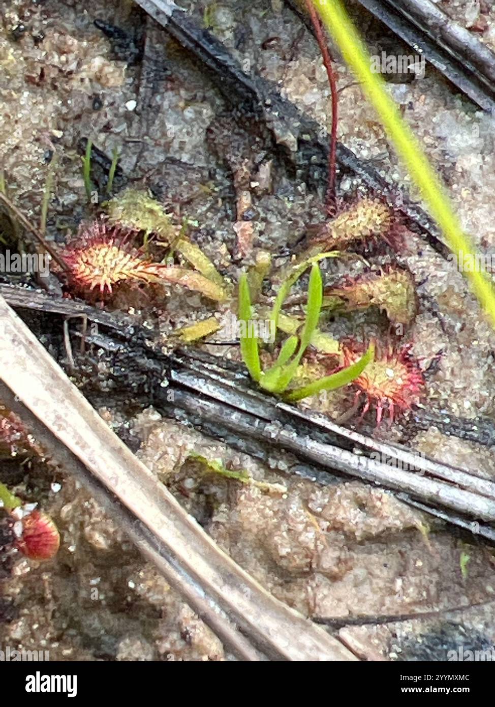 Pink Sundew (Drosera capillaris Stock Photo - Alamy