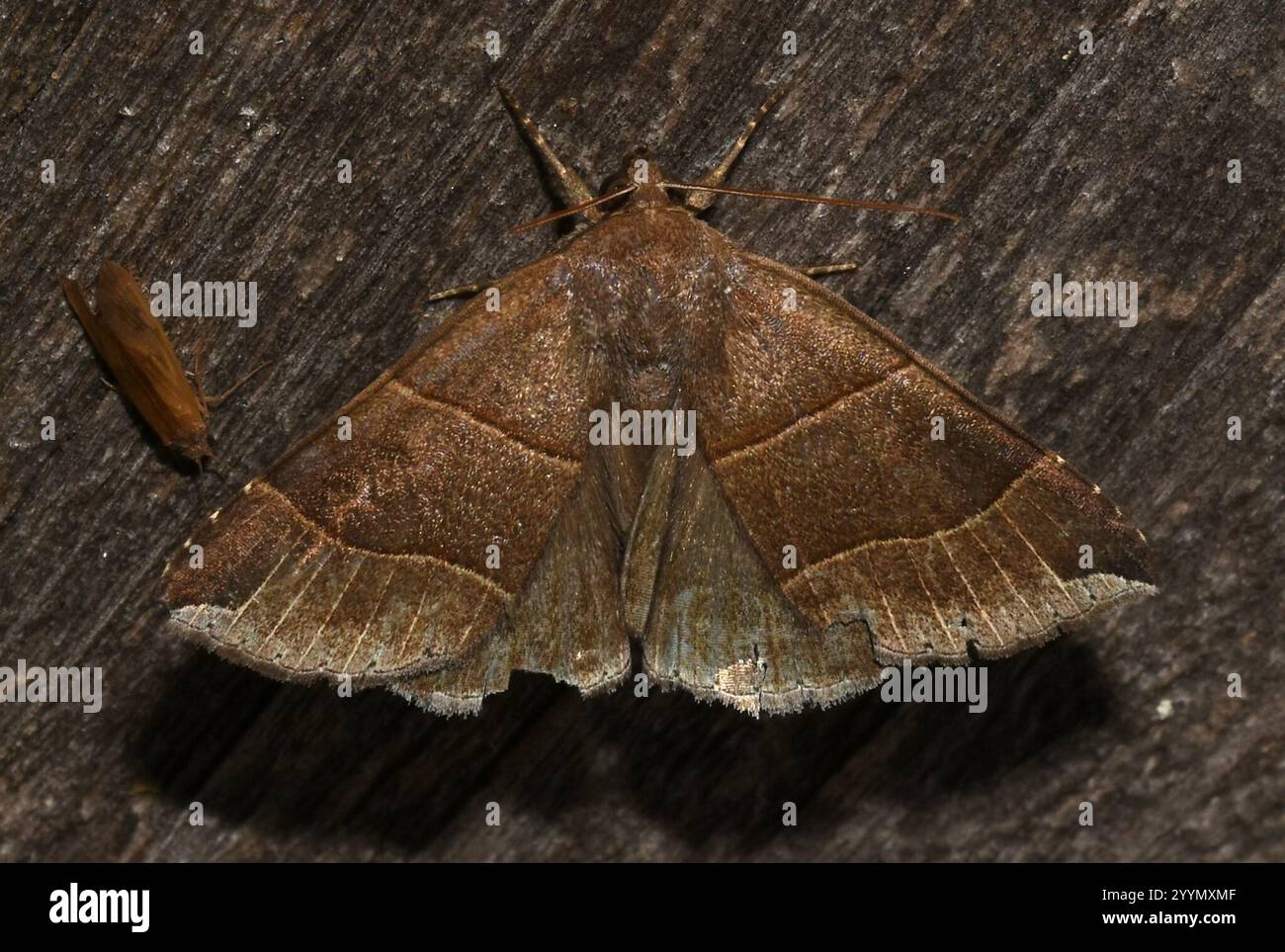 Maple Looper Moth (Parallelia bistriaris Stock Photo - Alamy