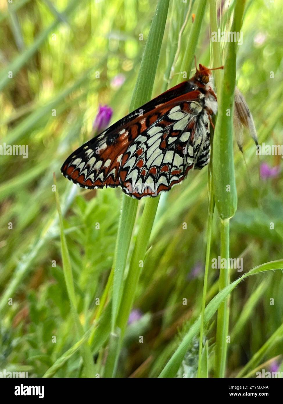 Variable Checkerspot (Euphydryas chalcedona Stock Photo - Alamy