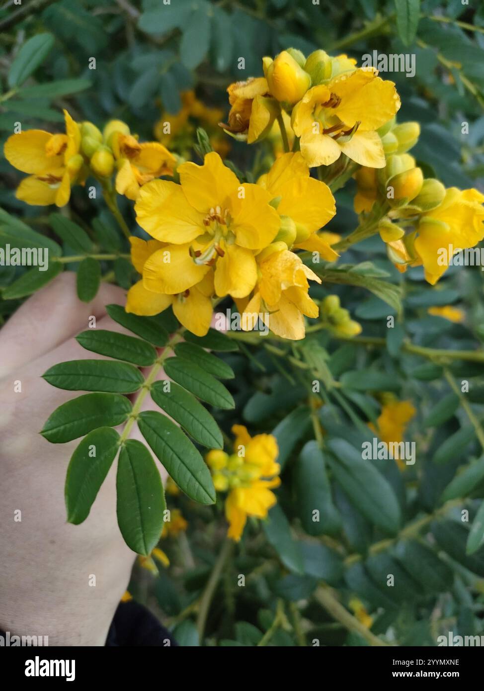 Buttercup Bush (Senna multiglandulosa Stock Photo - Alamy