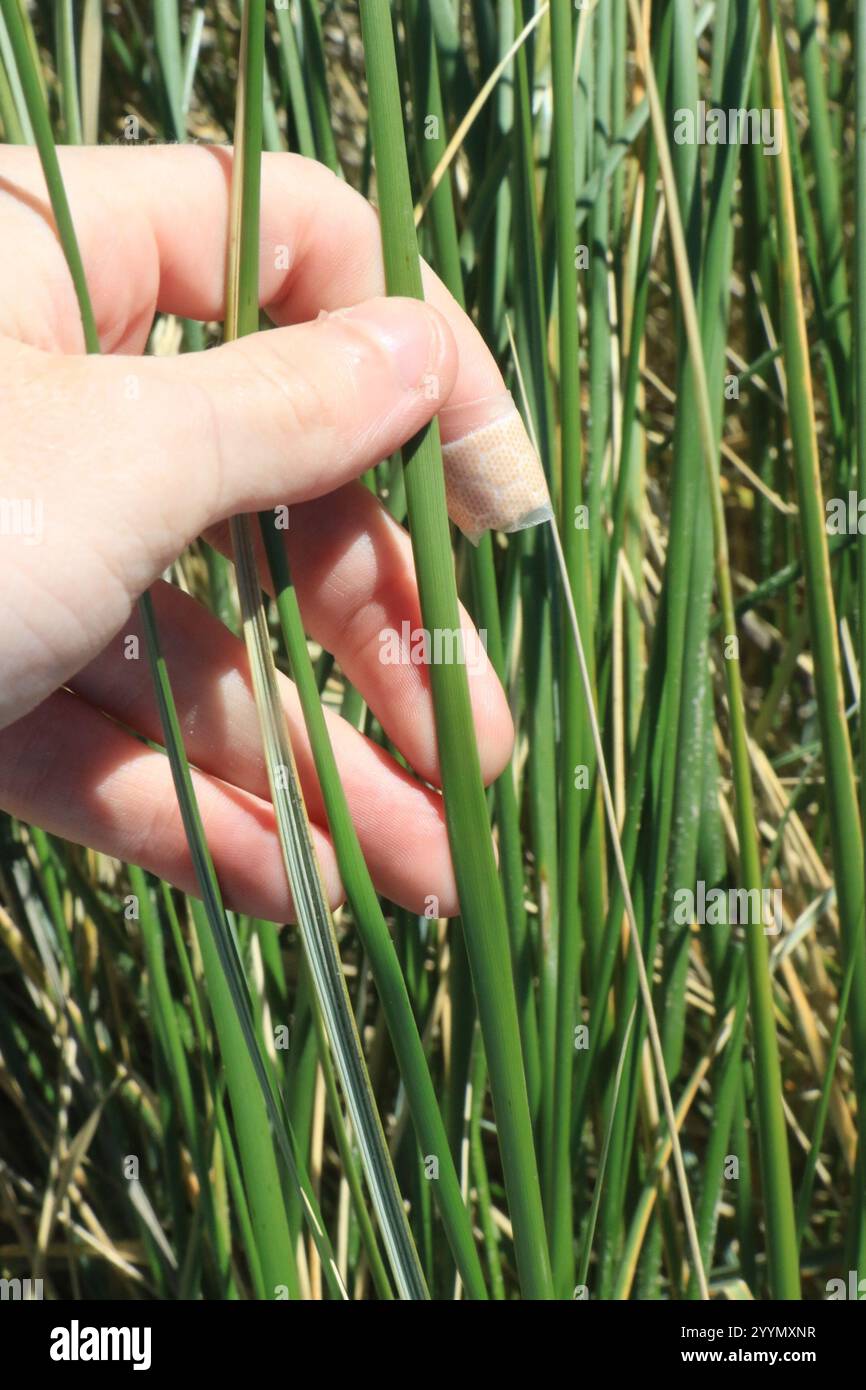 European marram grass (Calamagrostis arenaria Stock Photo - Alamy