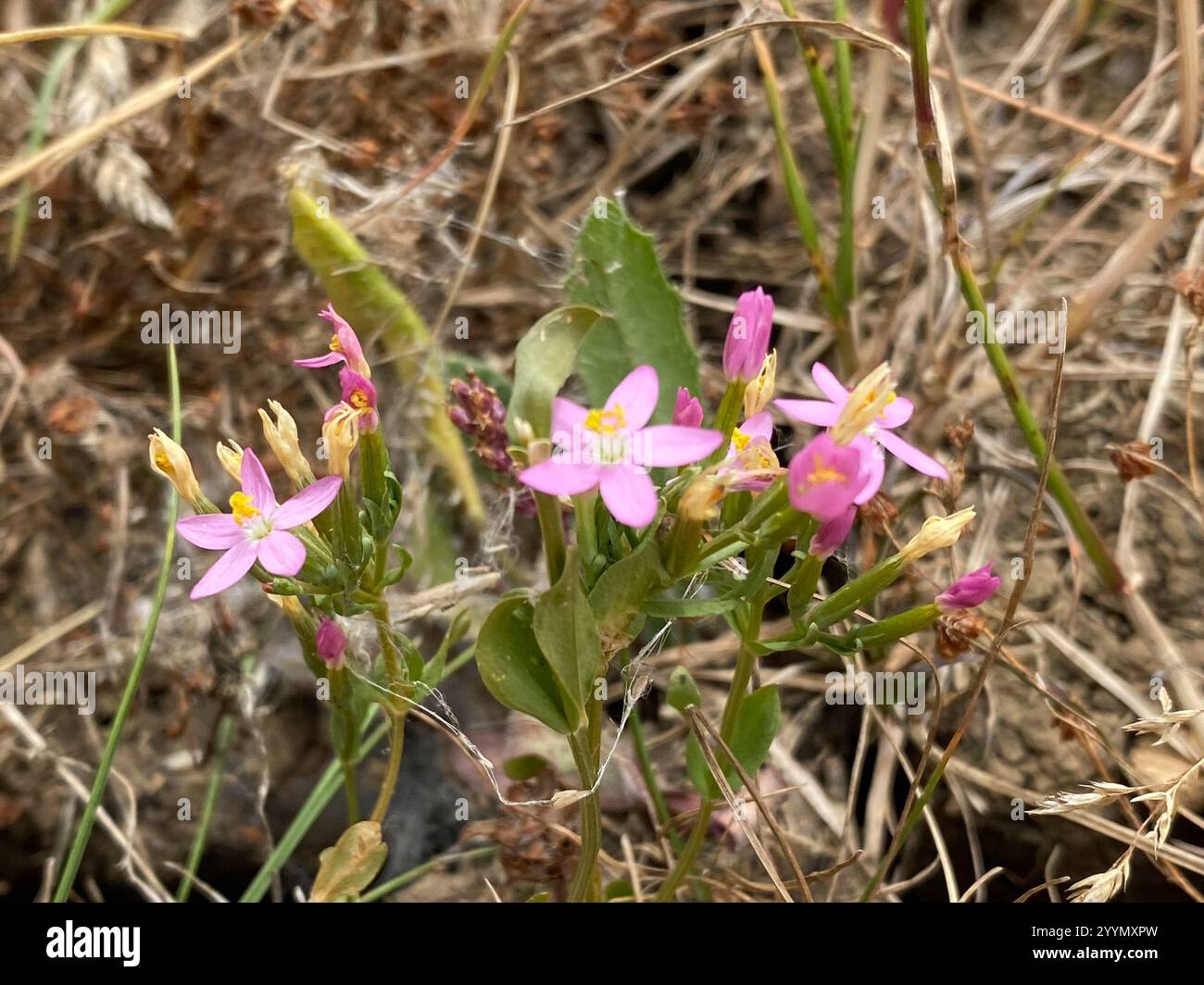 Lesser centaury hi-res stock photography and images - Alamy