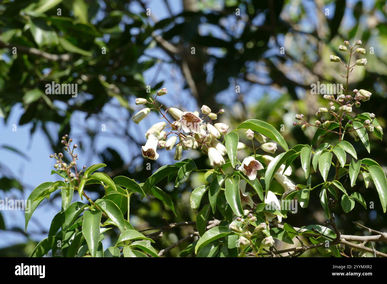 wonga vine (Pandorea pandorana Stock Photo - Alamy