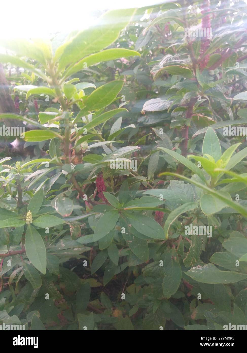 Inkweed hi-res stock photography and images - Alamy