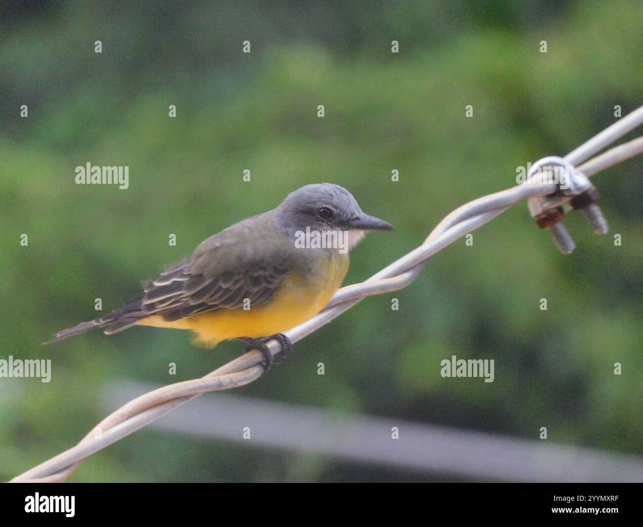 Tropical Kingbird (Tyrannus melancholicus Stock Photo - Alamy