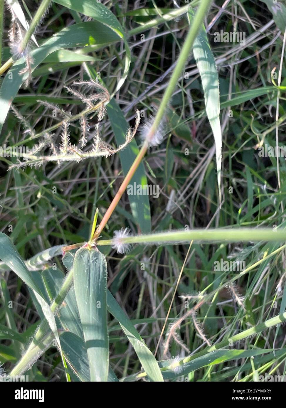 Molasses Grass (Melinis minutiflora Stock Photo - Alamy