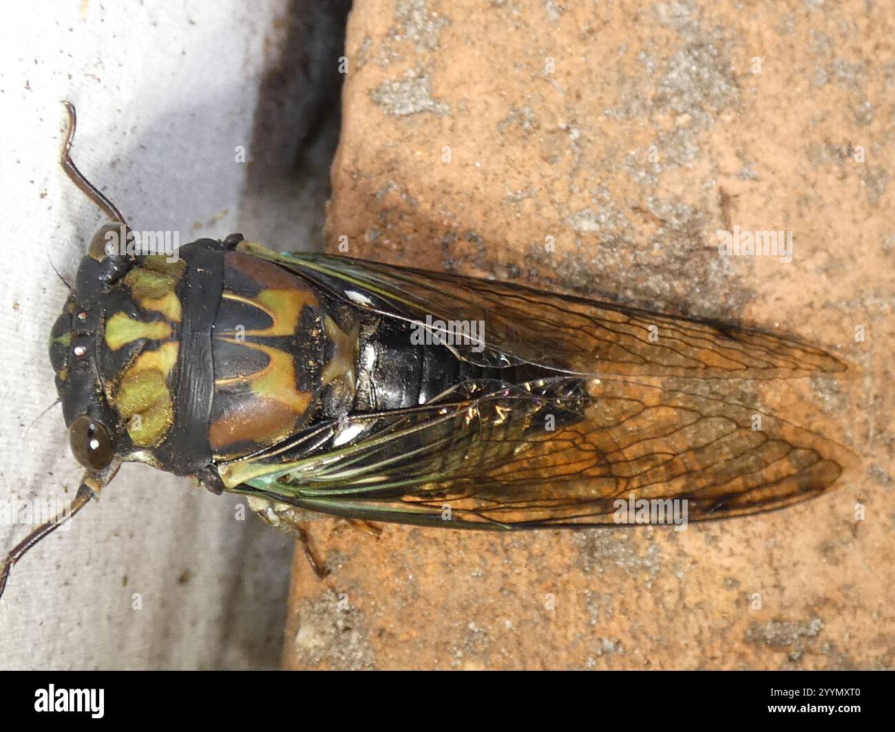 Neotibicen lyricen hi-res stock photography and images - Alamy