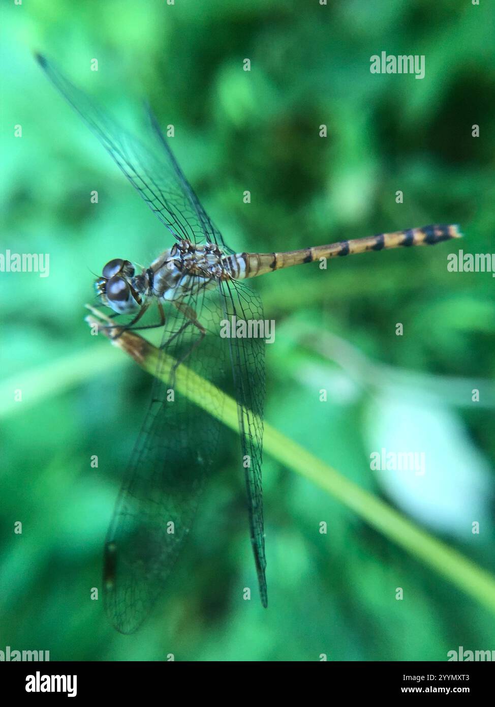 Blue-faced Meadowhawk (Sympetrum ambiguum Stock Photo - Alamy