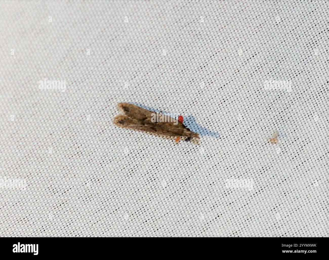 Palmerworm hi-res stock photography and images - Alamy