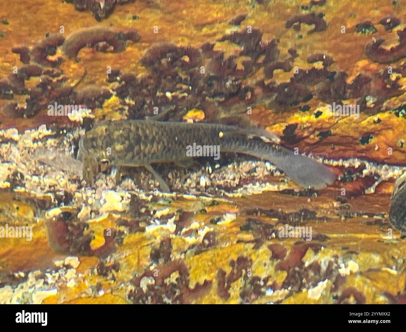 Typical Killifishes (Fundulus Stock Photo - Alamy