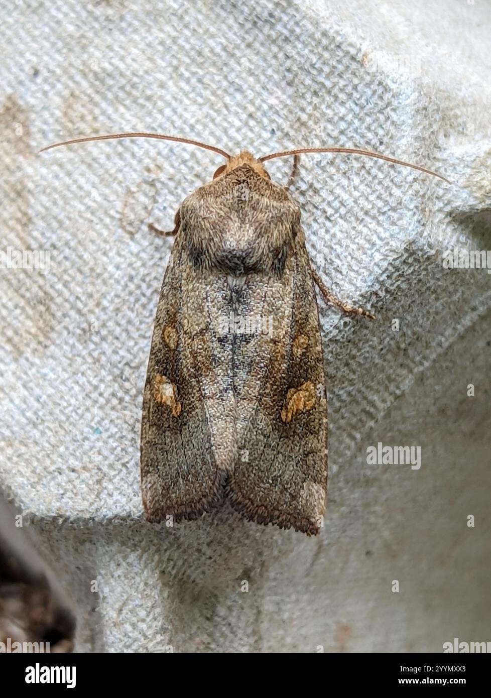 Ear Moth (Amphipoea oculea Stock Photo - Alamy