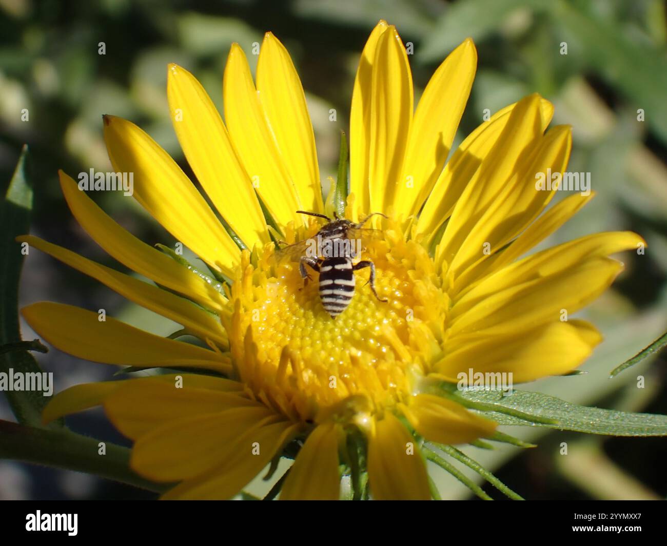 Longhorn-cuckoo bees (Triepeolus Stock Photo - Alamy