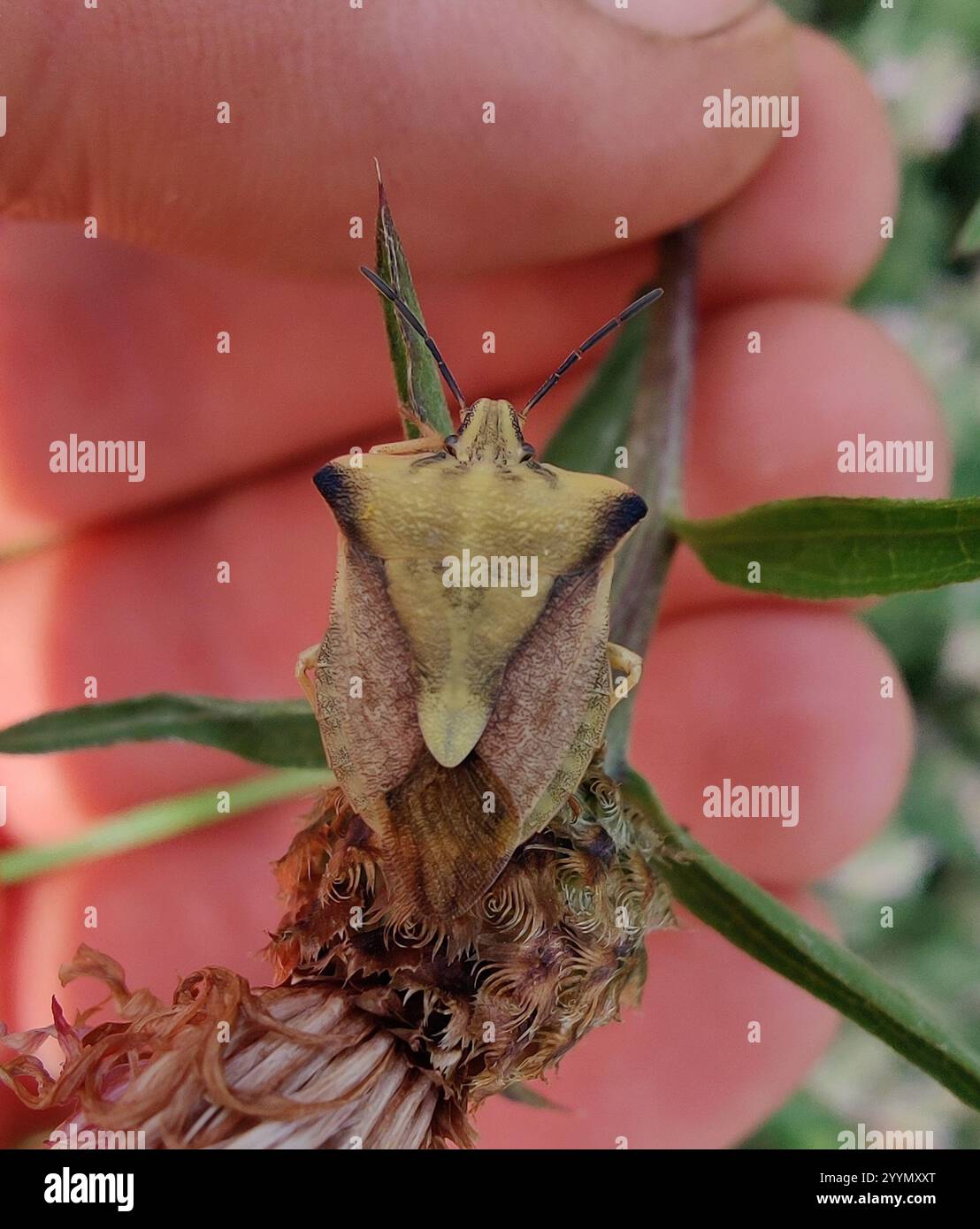 northern fruit bug (Carpocoris fuscispinus Stock Photo - Alamy