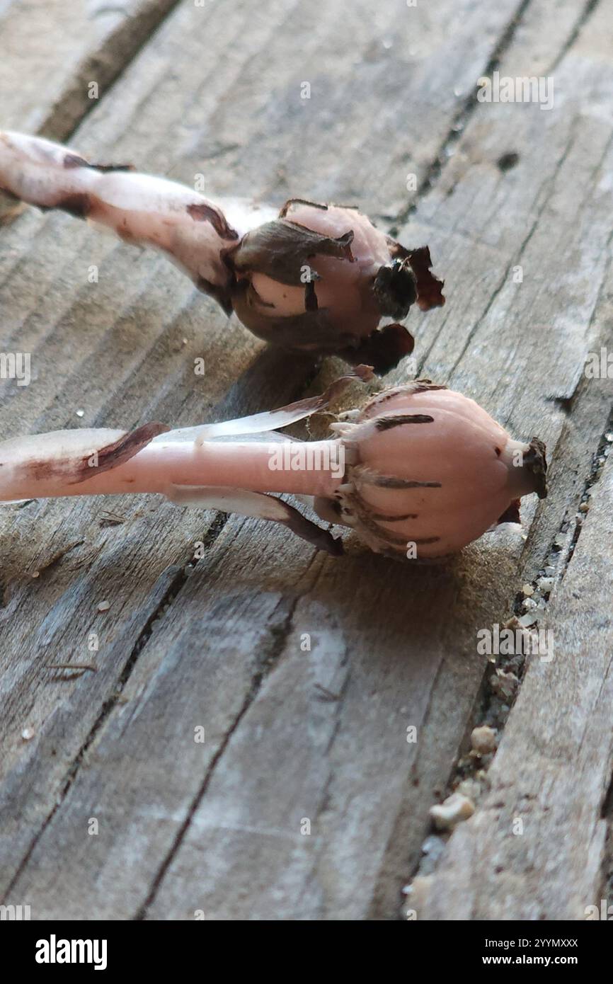 Ghost Pipe (Monotropa uniflora Stock Photo - Alamy