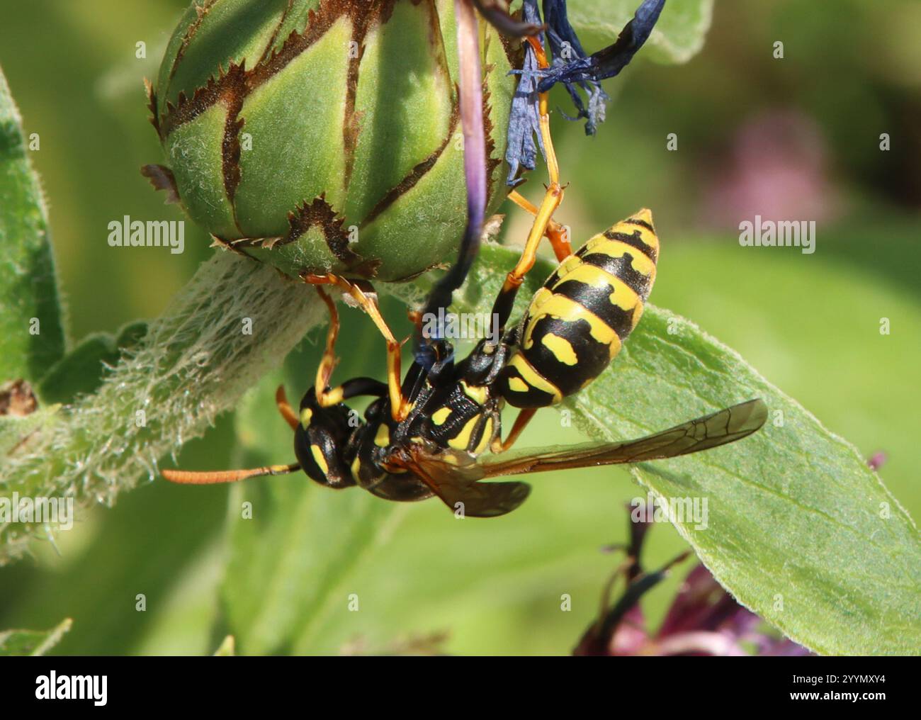 European Paper Wasp (Polistes dominula Stock Photo - Alamy
